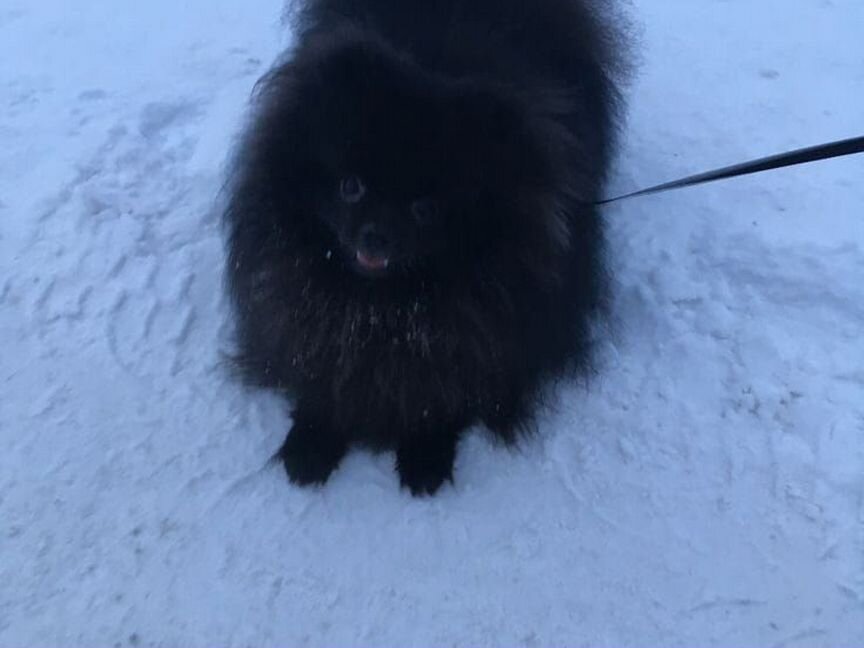 Продам щенка Шпица