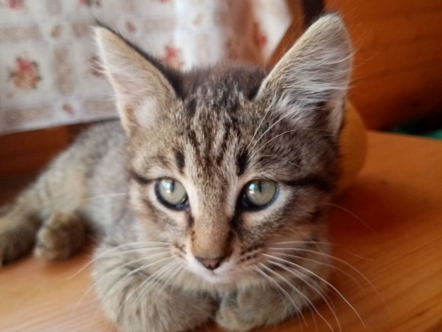 Кошечка мышеловка, в частный дом