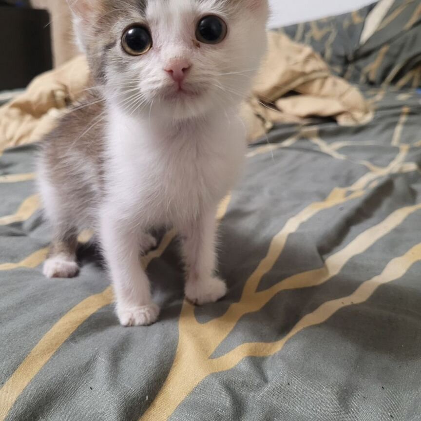 Котёнок мальчик в добрые руки