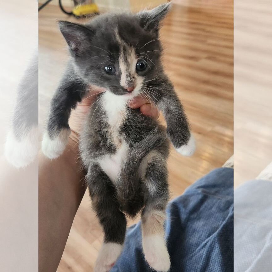 Котёнок от частного владельца