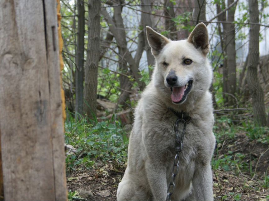 Волчок ищет дом