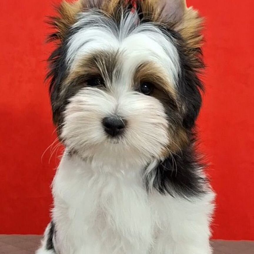 Бивер-йоркширский терьер, щенок