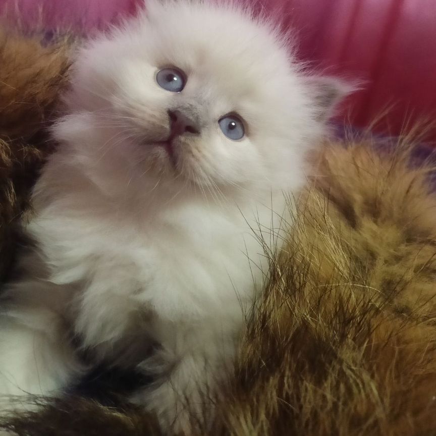 Котята Невские маскарадные