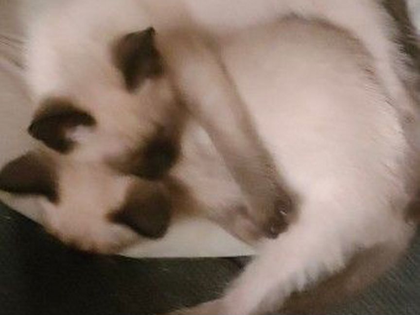 Тайские котята