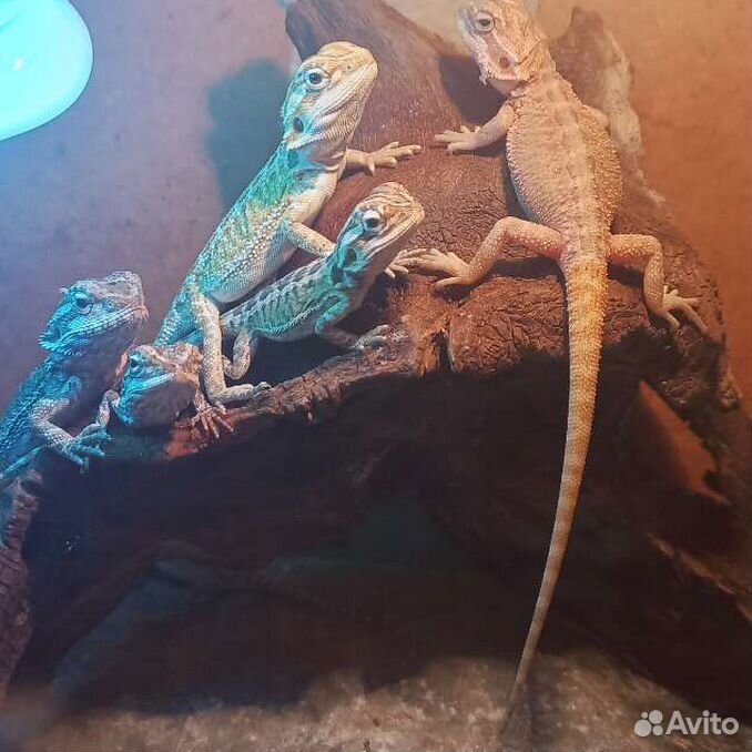Бородатая агама малыши