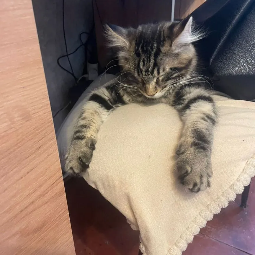 Котята мейкун