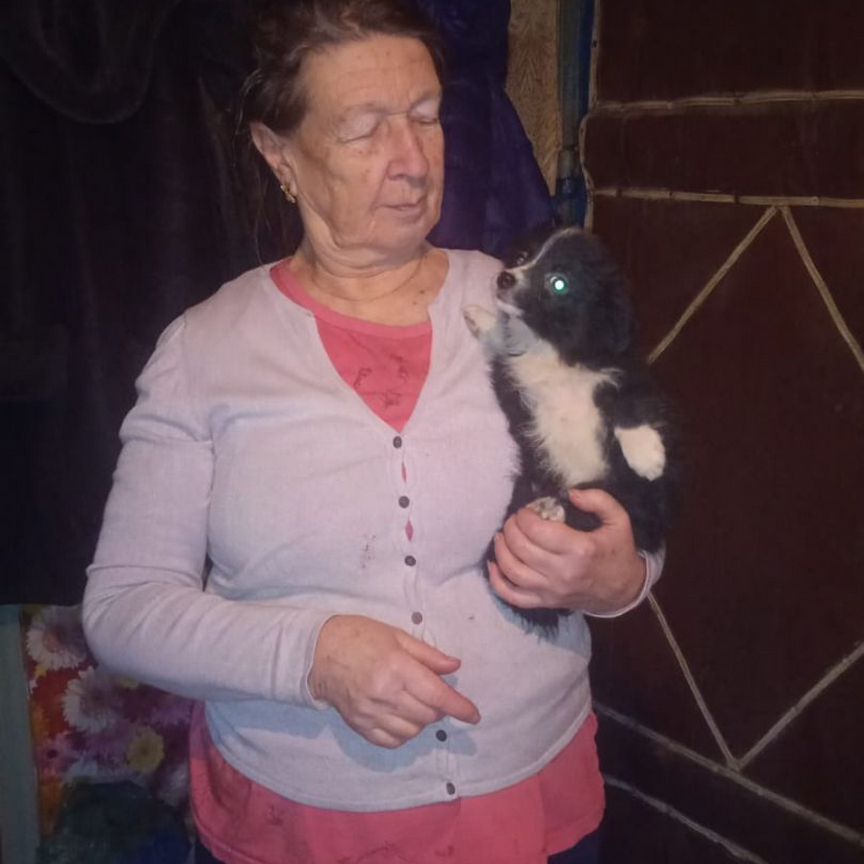 Маленькие собачки в добрые руки