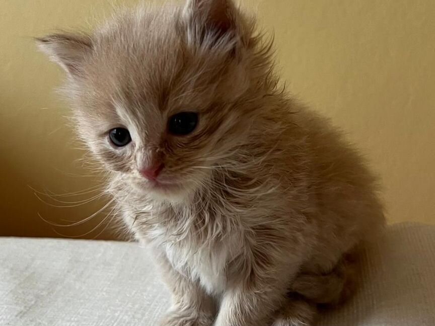 Котята в добрые руки бесплатно