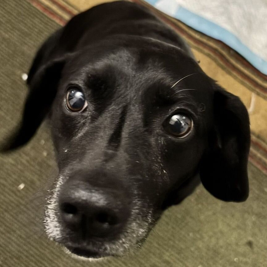 Взрослый пёс в добрые руки