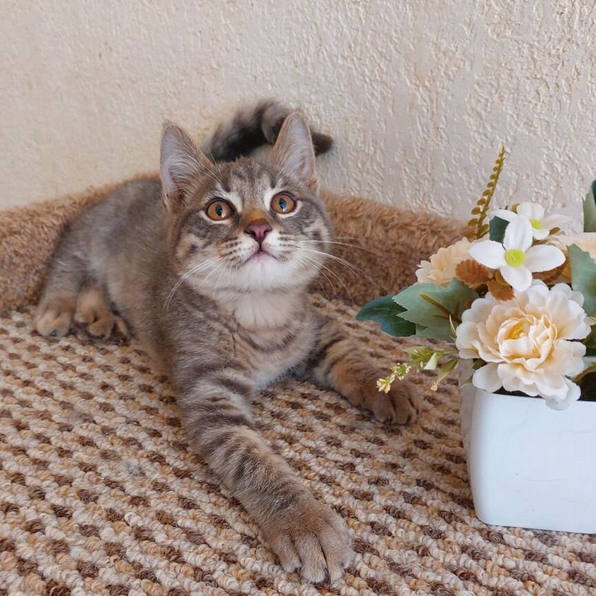 Котёнок мальчик ищет любимых хозяев