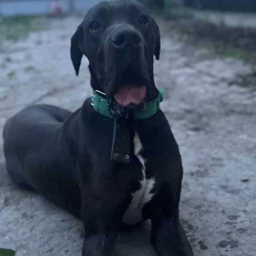 Немецкий дог