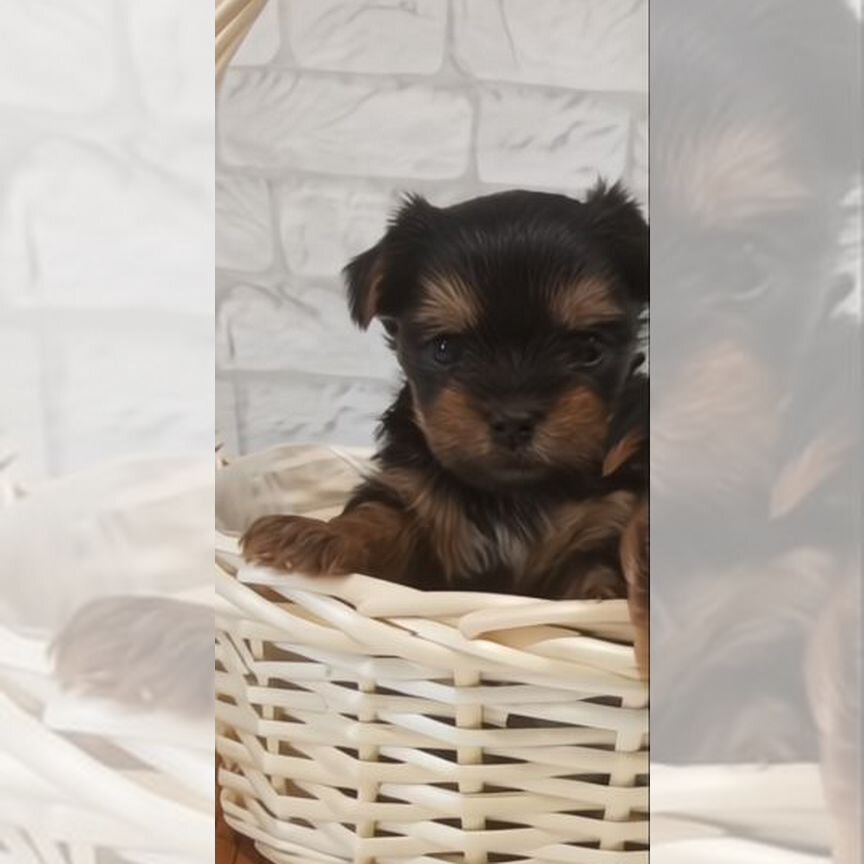 Йоркширский терьер, щенок