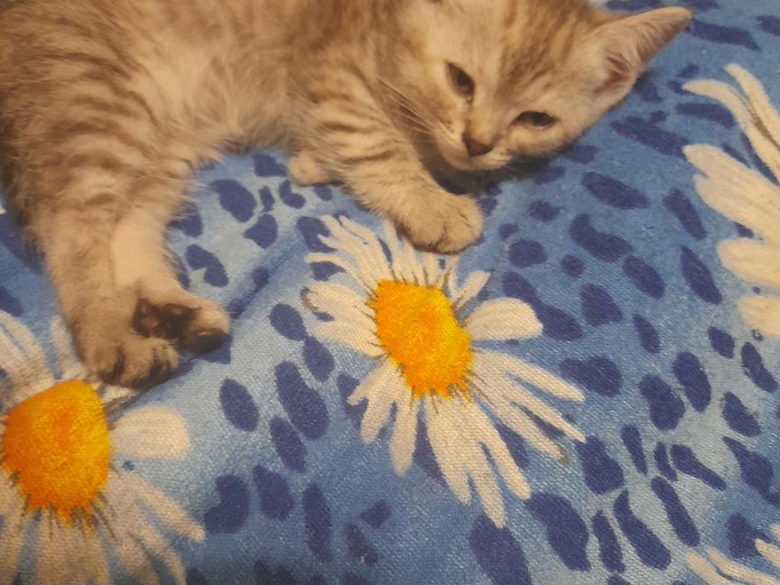 Котенок в дар