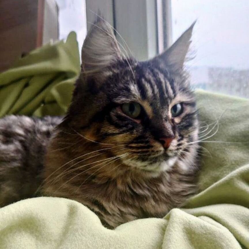 Кошка Агата