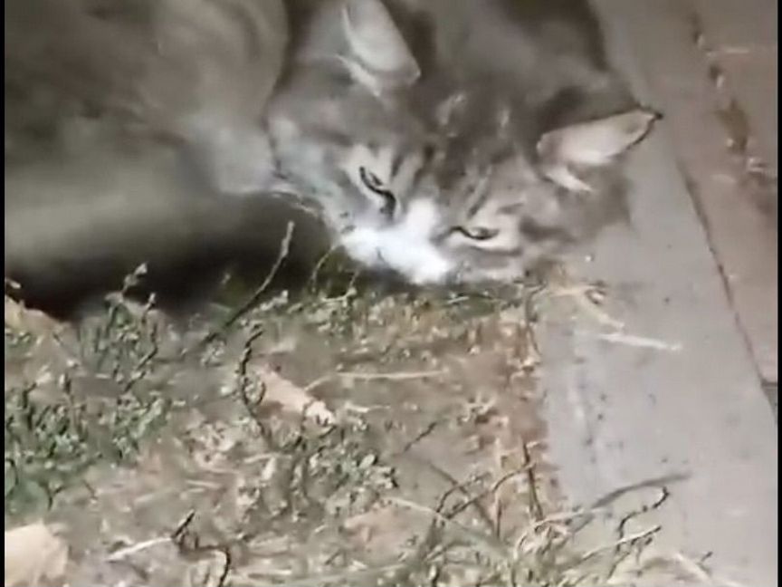 Выкинули умирать