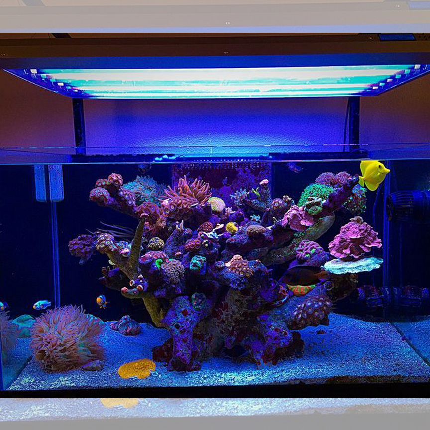 Морской аквариум 350 литров 150 x 50 x 50 см