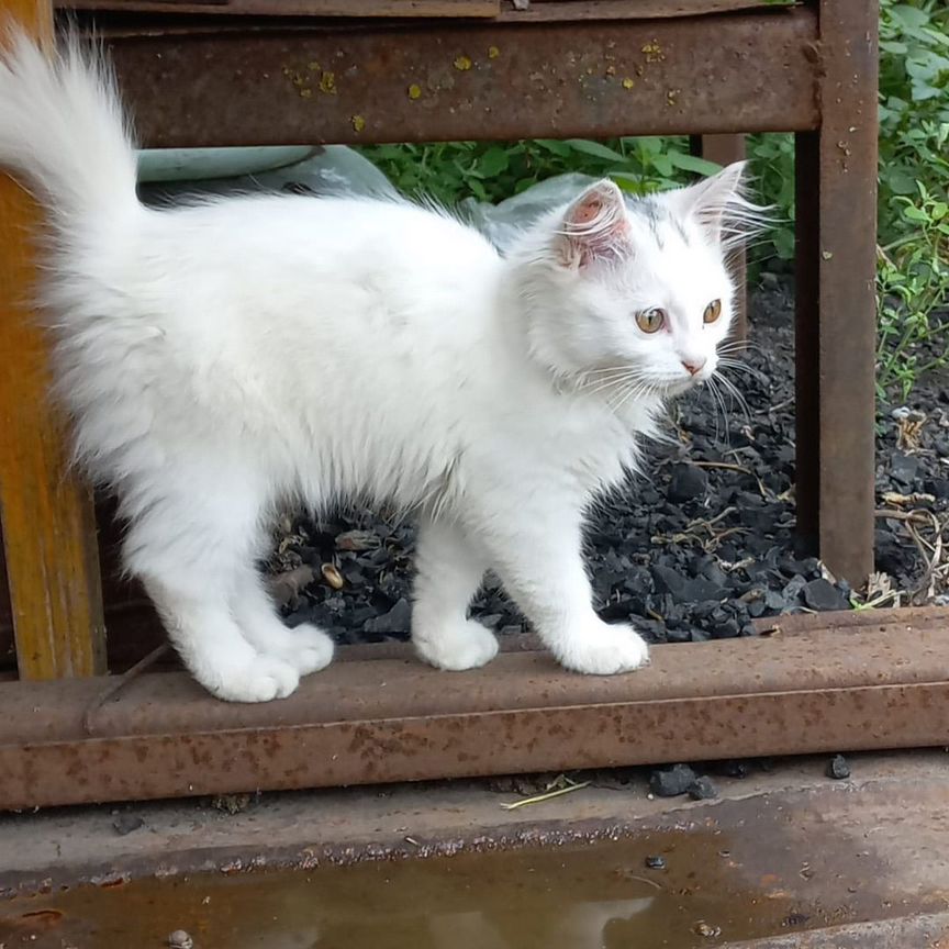 Очаровательные девчонки в дар