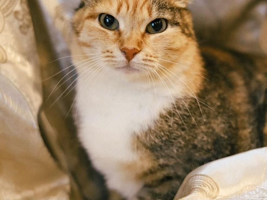 Кошечка в добрые руки