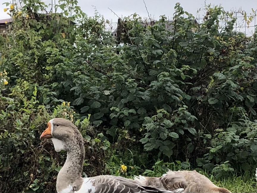 Холмогорские гуси. Семья