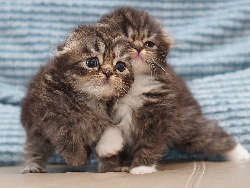 Шотландские вислоухие котята