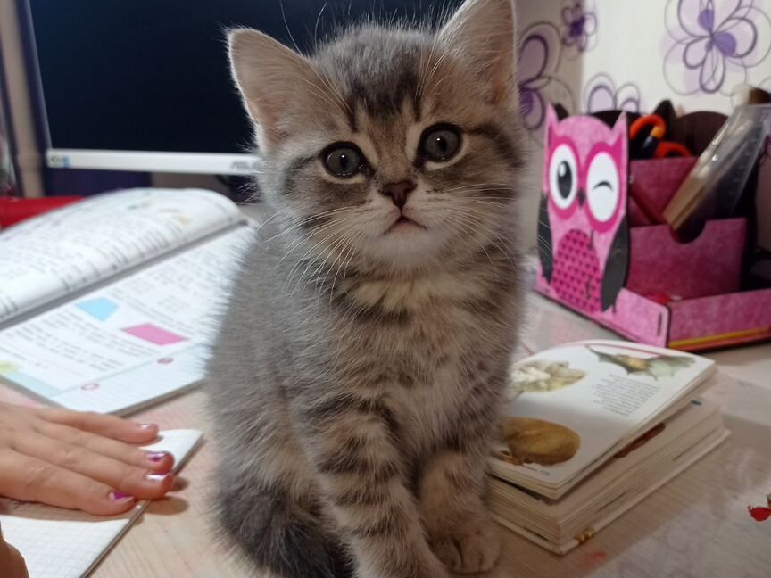 Шотландские прямоухие котята
