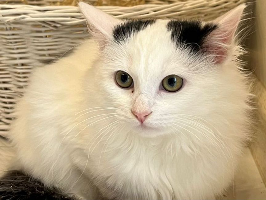 Котята белые с пятнами