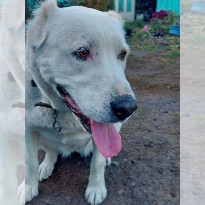 Среднеазиатская овчарка алабай