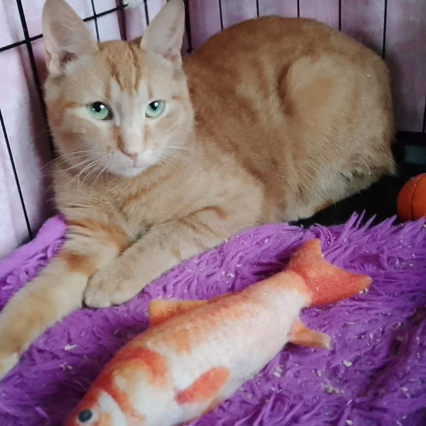 Молодой котик 9 мес
