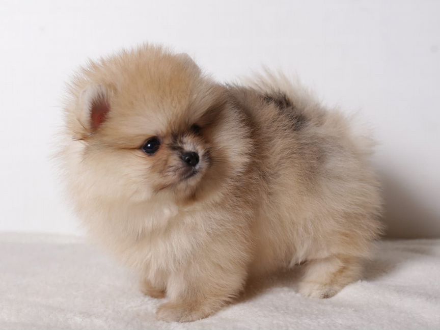 Мини шпицы-девочки 2 месяца