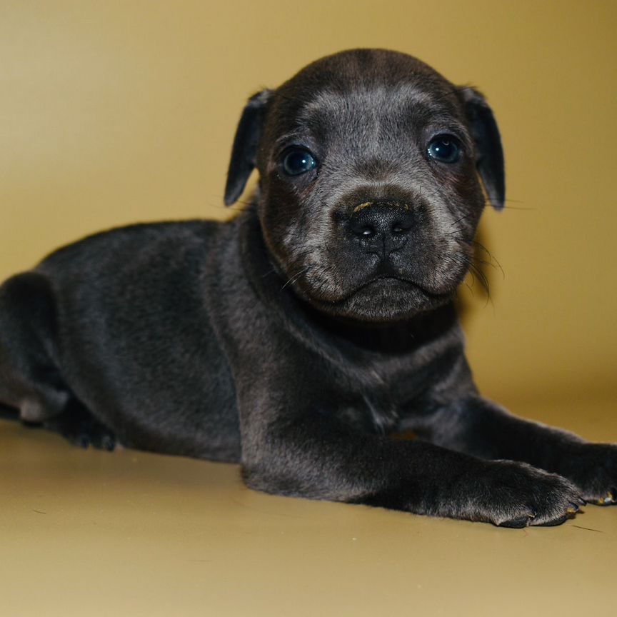 Девочка Стаффи