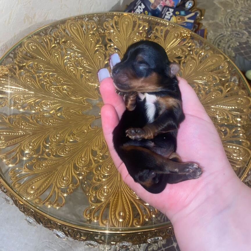 Щеночки йорки