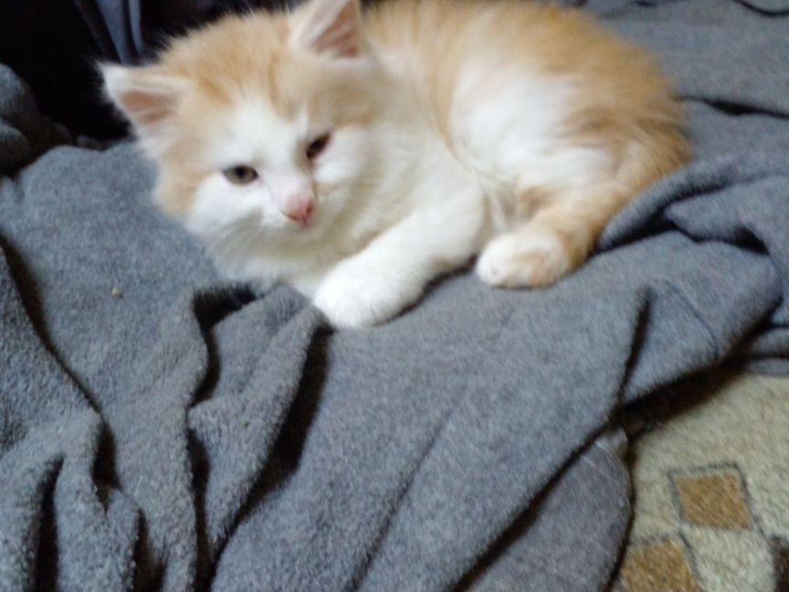 Котенок счастье рыженький пушистый