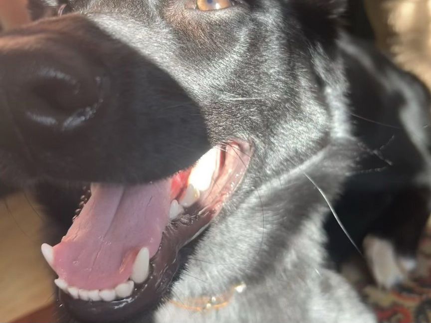 Отдам в добрые руки метиса овчарки