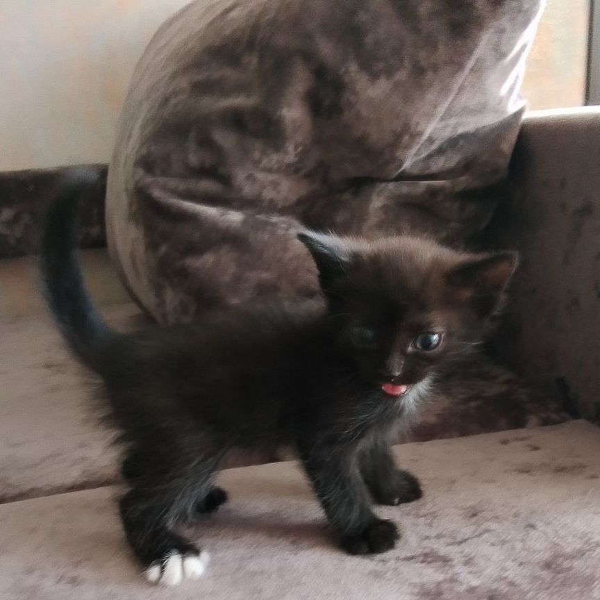 Котёнок в добрые руки