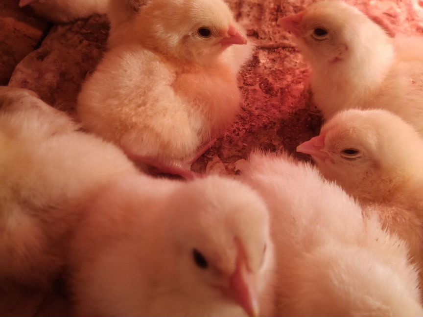 Цыпленок домашний Легорн