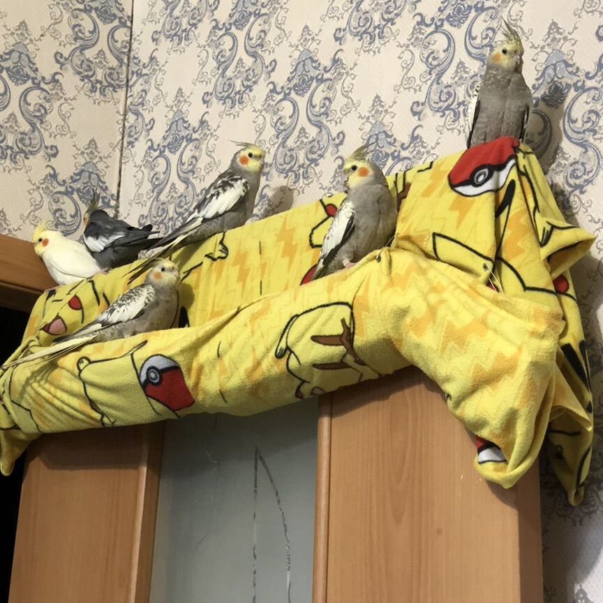 Попугай корелла ручной