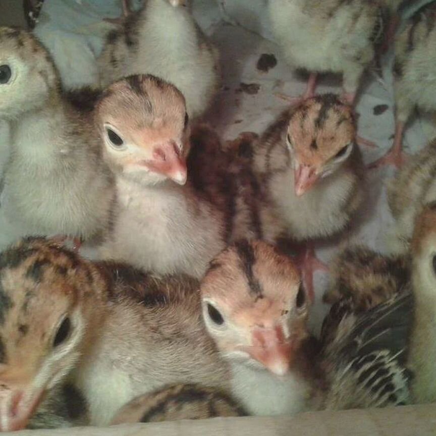 Индюшата