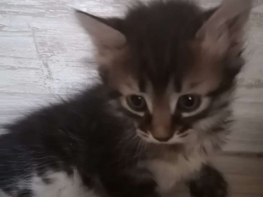 Котята в хорошие руки 2 мальчика 1 девочка