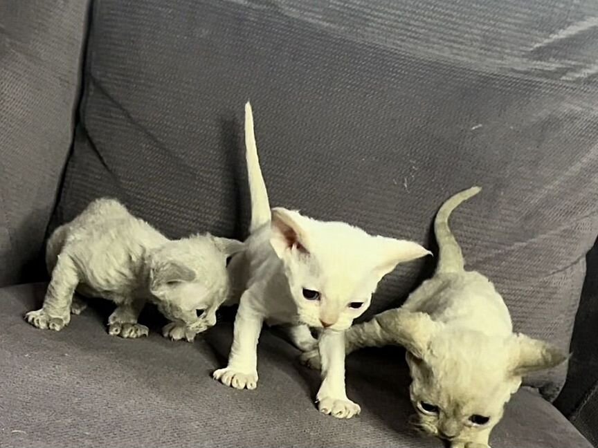 Котята девон-рекс