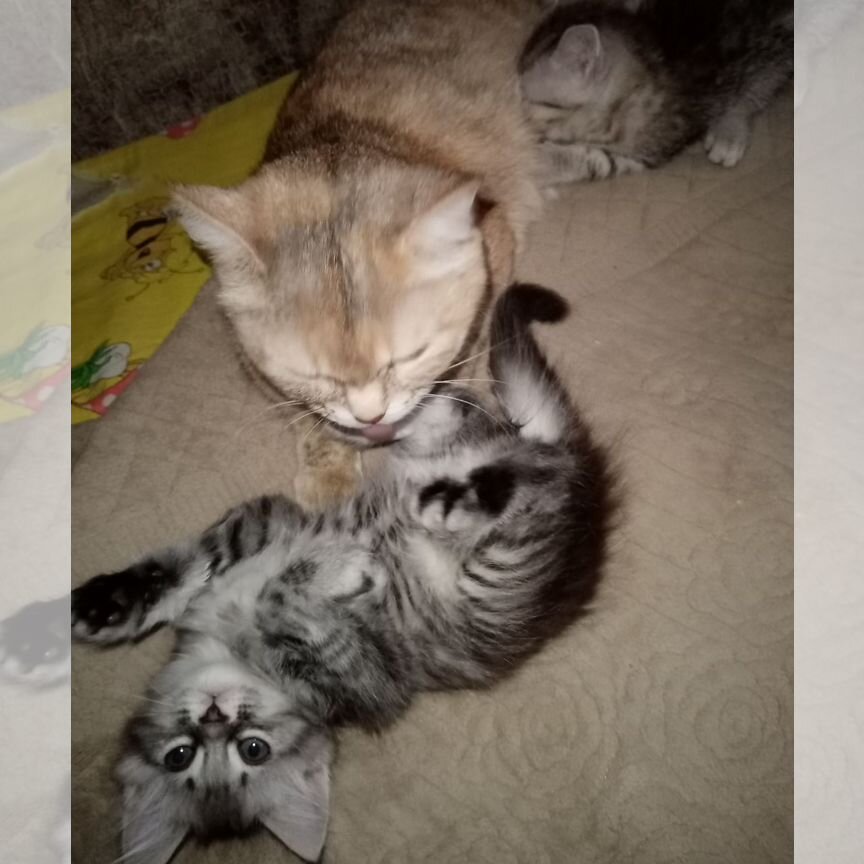 Котята