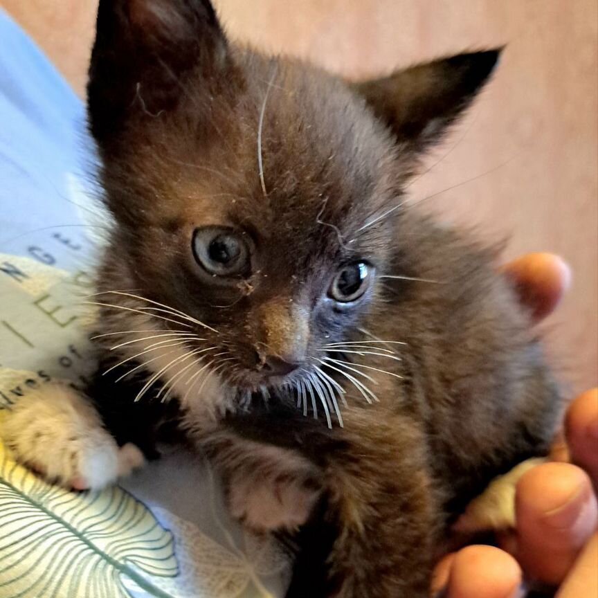 Милейший мальчик котёнок в поисках дома