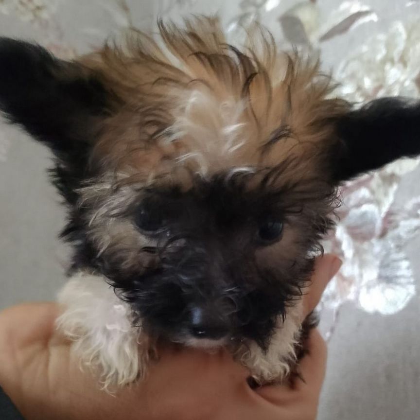 Китайская хохлатая, щенок