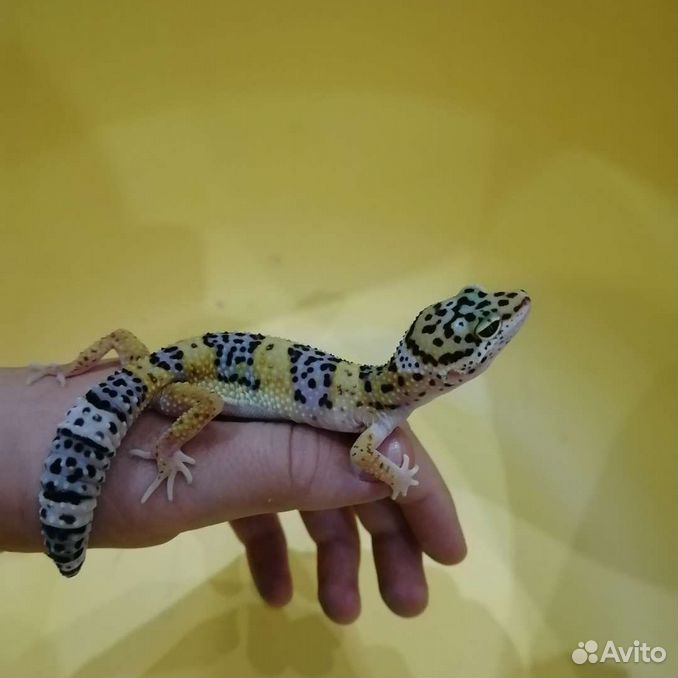 Продам геккона эублефара с террариумом
