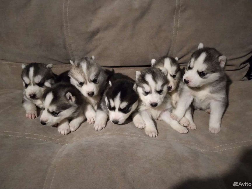 Продам щенков Хаски