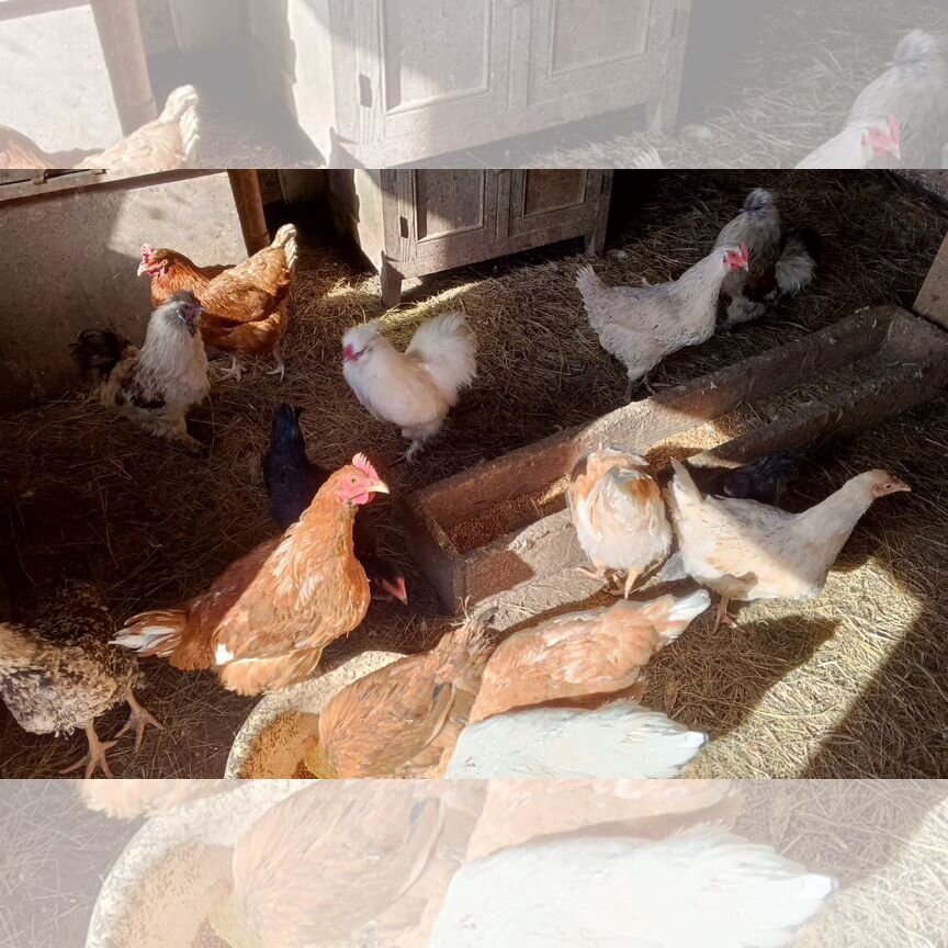 Куры молодки несушки