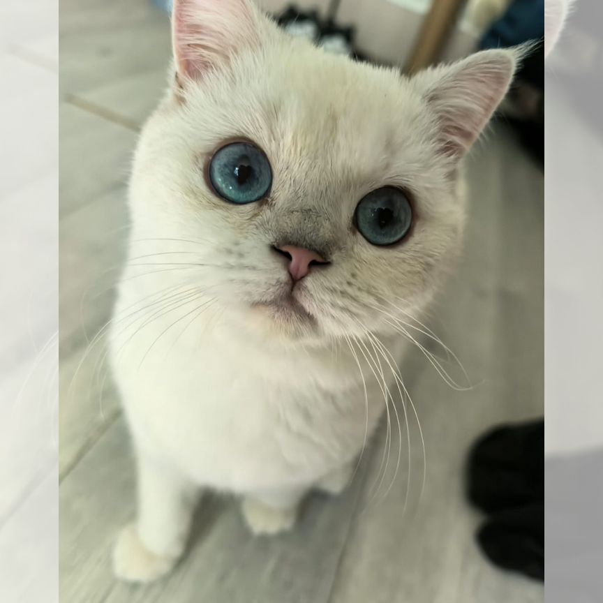 Британский короткошёрстный котёнок