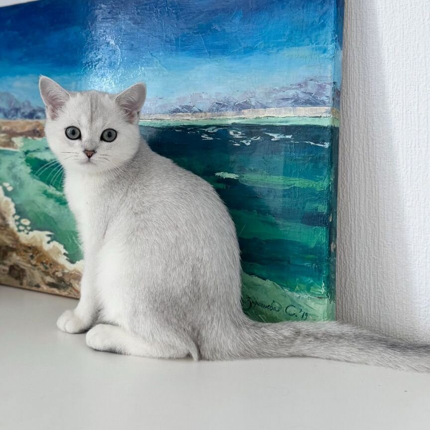 Шотландский котенок серебистая шиншилла