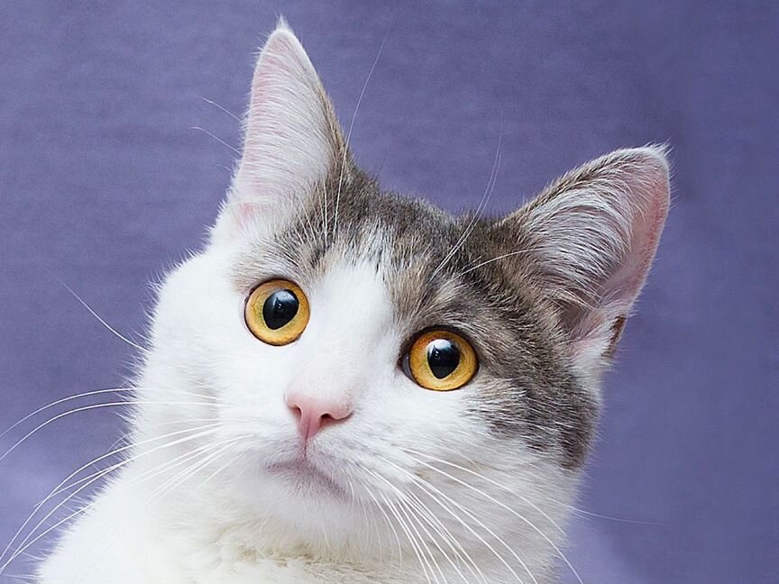 Очень ласковый котик