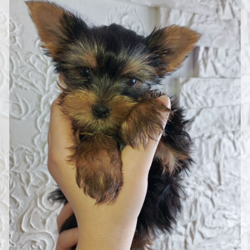 Йоркширский терьер, щенок