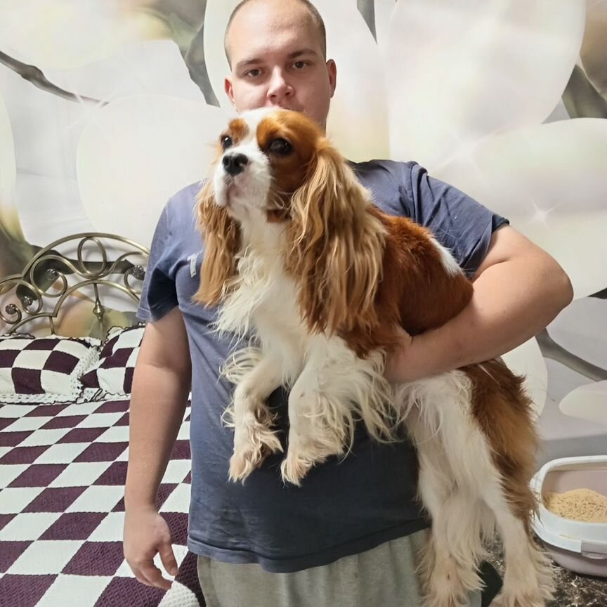 Вязка. Кавалер кинг чарльз спаниель